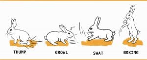 Territorial Behaviors of Rabbits