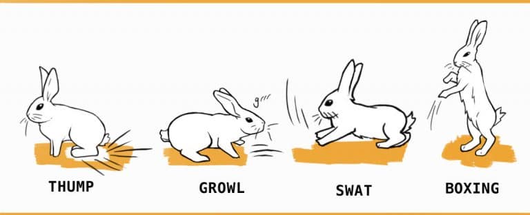Why Rabbits Attack People (and How to Get Them to Stop!)