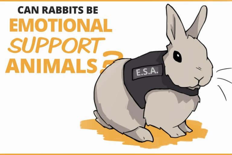 Emotional Support Rabbits: What You Need to Know