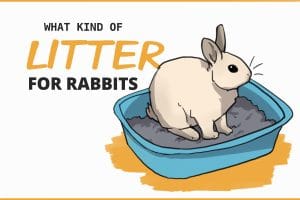 What to Use for Your Rabbit's Litter (and what NOT to use)