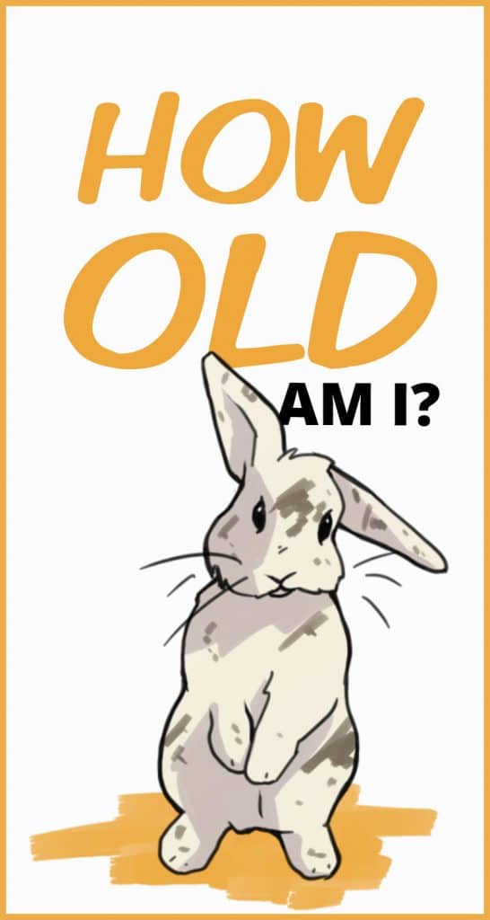 Is There a Way to Know How Old an Adopted Rabbit Is?