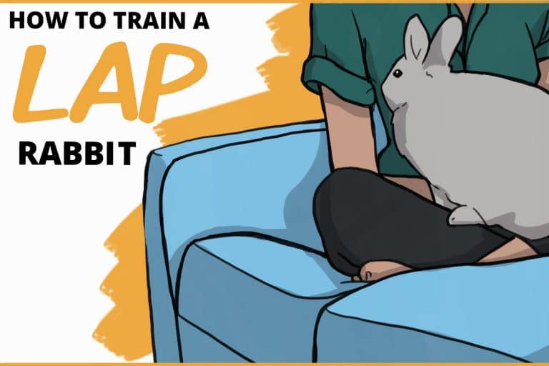 How to Train Your Rabbit to Sit on Your Lap