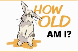 Is There a Way to Know How Old an Adopted Rabbit Is?