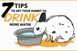 7 Ways to Encourage Your Rabbit to Drink More Water