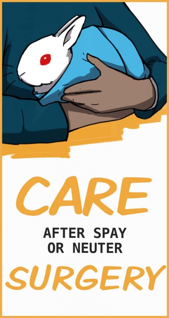 Caring For a Rabbit Before and After Neuter or Spay Surgery