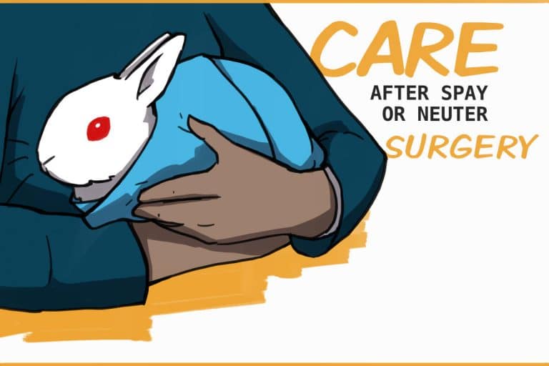 Caring For a Rabbit Before and After Neuter or Spay Surgery
