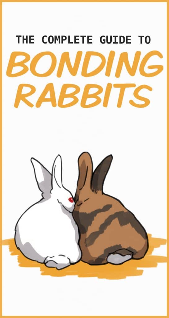 A Beginners Guide to Bonding Rabbits From Start to Finish