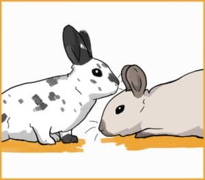 A Beginners Guide to Bonding Rabbits From Start to Finish