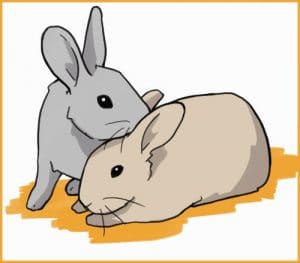 How Do Rabbits Establish Dominance in a Bonded Pair?