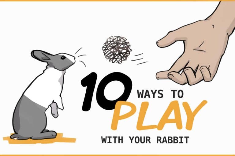10 Ways to Play With Your Pet Rabbit