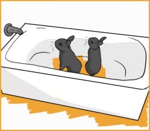 A Beginners Guide to Bonding Rabbits From Start to Finish