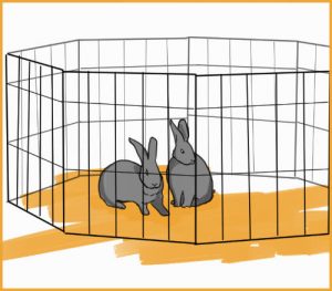 The Challenges of Keeping Multiple Rabbits That No One Tells You About