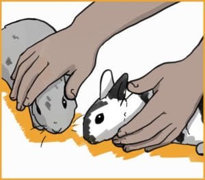 A Beginners Guide to Bonding Rabbits From Start to Finish