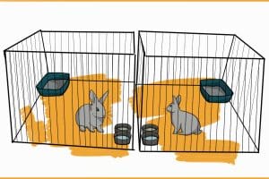 A Beginners Guide to Bonding Rabbits From Start to Finish