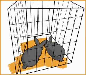 A Beginners Guide to Bonding Rabbits From Start to Finish
