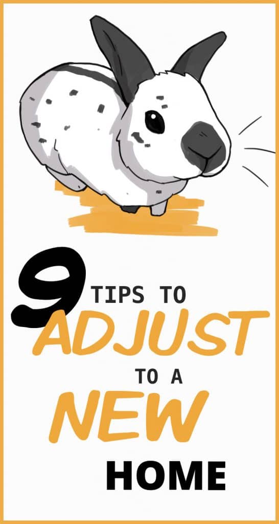 9 Tips to Help Your Rabbit Settle Into a New Home