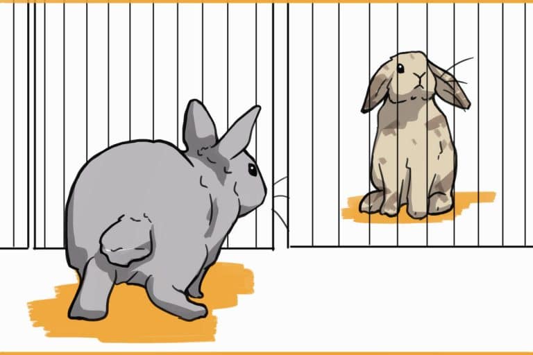 Is it Okay to Have Only One Pet Rabbit?