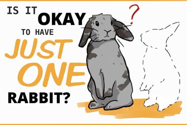 Is it Okay to Have Only One Pet Rabbit?