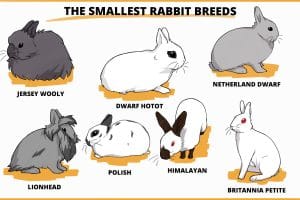 How to Care for a Dwarf or Mini Rabbit