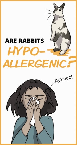 What To Do If You Are Allergic to Your Rabbit