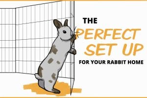 A Step-by-Step Guide to Quickly Set Up A Rabbit Cage