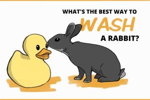 A Step-By-Step Guide For Washing a Rabbit (using 3 methods)