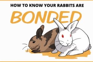How to Know Your Rabbits are Bonded (and how to move them in together)