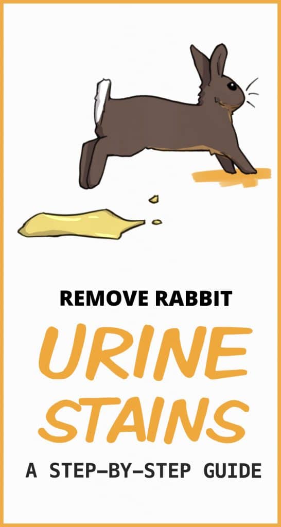How to Clean Rabbit Urine (carpet, hardwood, plastic, couch)