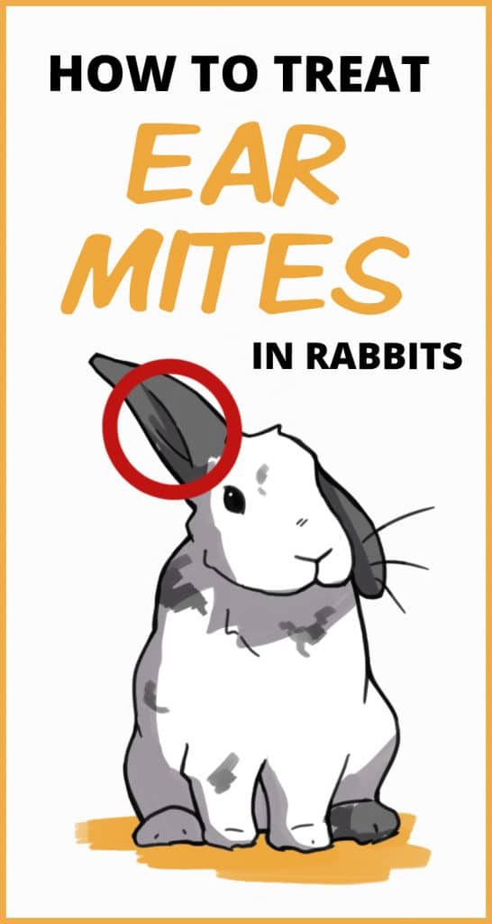 How to Treat Ear Mites in Rabbits