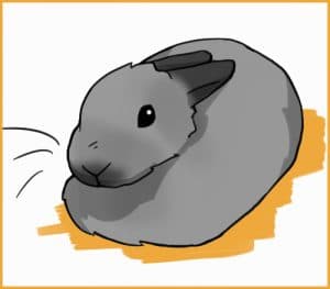 All About Rabbit Ear Positions and What They Mean