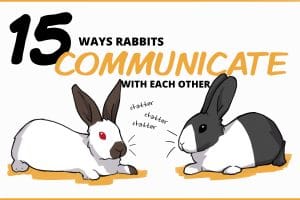 15 Ways that Rabbits Communicate With Each Other