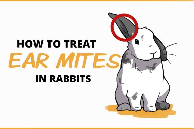 How to Treat Ear Mites in Rabbits
