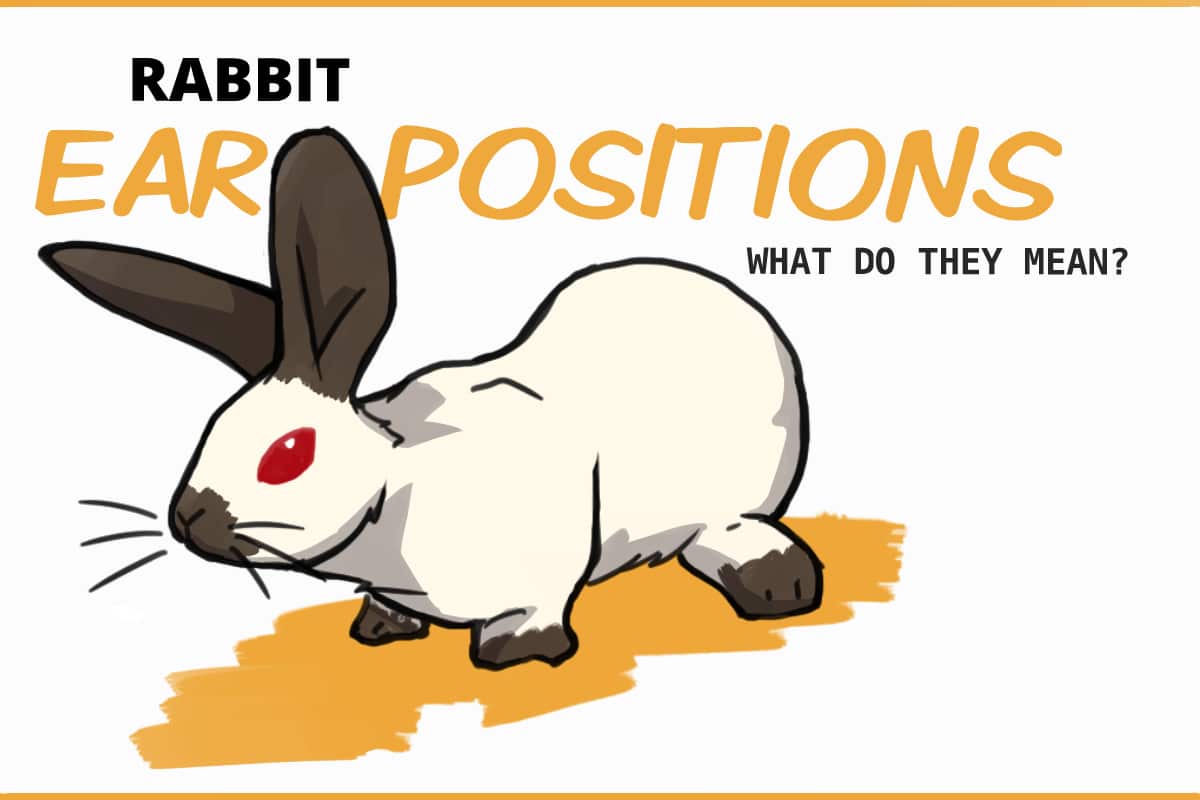 Curious Fluffy White Bunny Ears Munimoro gob pe