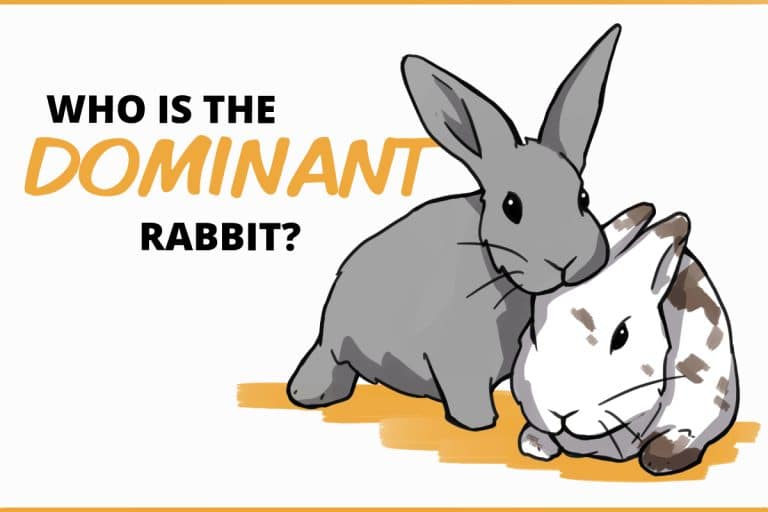 How Do Rabbits Establish Dominance in a Bonded Pair?