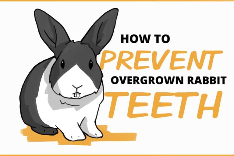 How to Prevent Overgrown Rabbit Teeth
