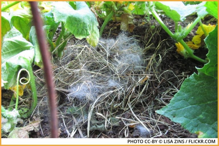 What To Do if You Found a Baby Rabbit Nest in Your Yard