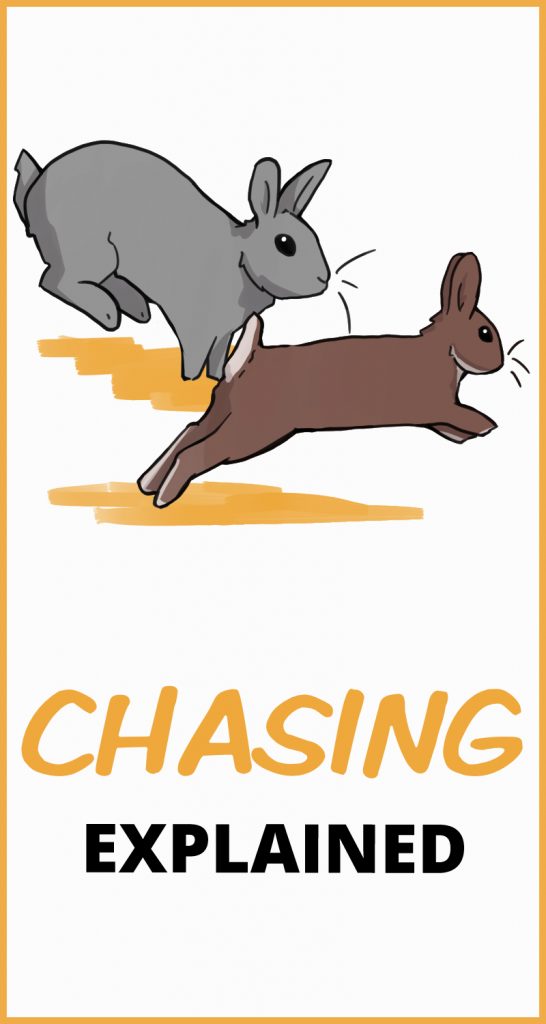 Is Chasing Normal When Bonding Rabbits?