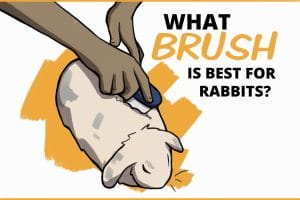 Testing the Best Brushes for Grooming Rabbits