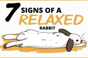 7 Signs of a Relaxed Rabbit