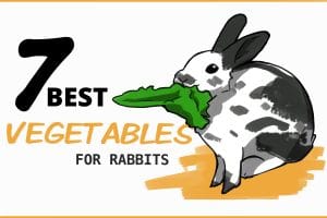 7 Best Vegetables for Your Pet Rabbit