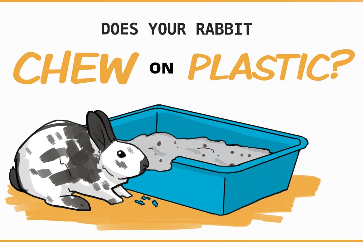 Is It Okay For A Rabbit To Chew On Plastic 