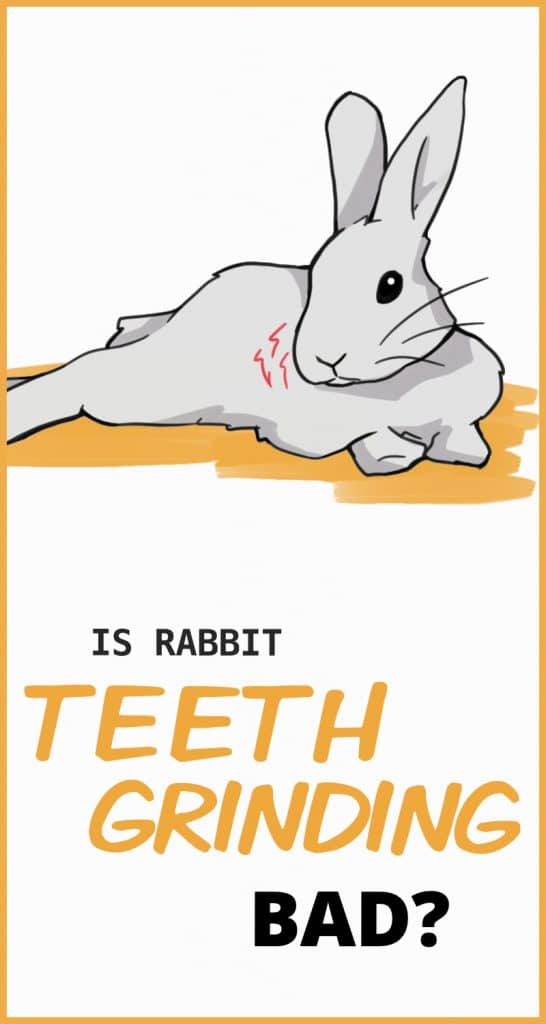 Rabbit Teeth Grinding: What It Means For Your Bunny