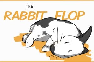 My Rabbit is Laying on Their Side. Are They Okay?