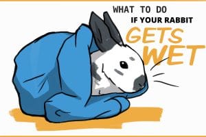 What To Do If Your Pet Rabbit Gets Wet