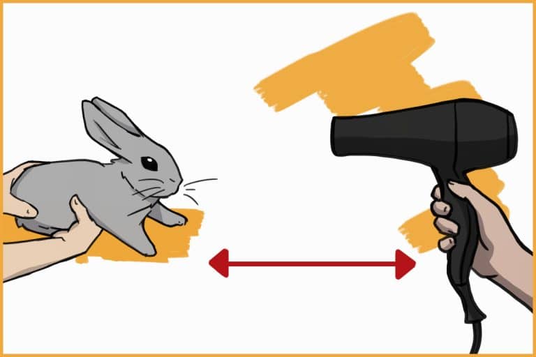 What To Do If Your Pet Rabbit Gets Wet