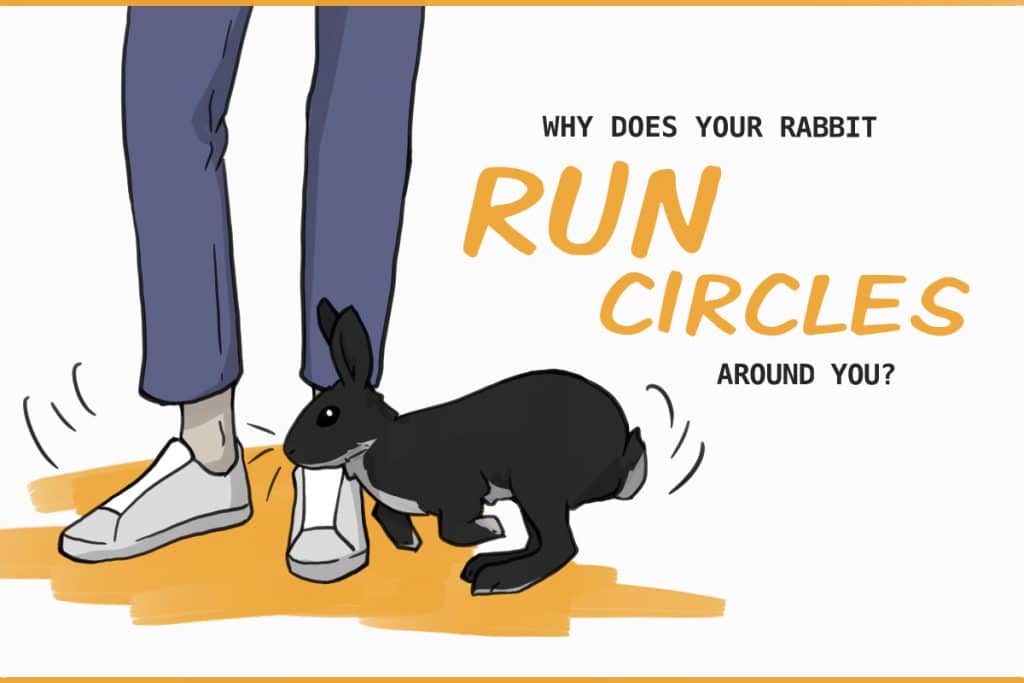 Behavior Basics Why Do Rabbits Run Circles Around Your Feet Behavior Basics Why Do Rabbits Run Circles Around Your Feet