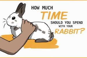 How Much Time Do You Need to Spend With a Pet Rabbit?