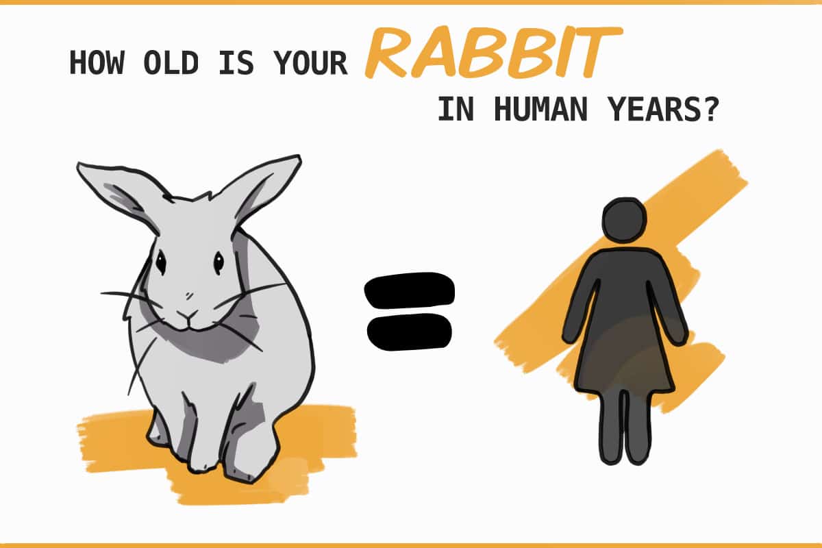 Rabbit Years To Human Years