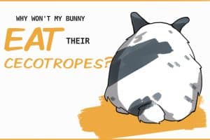 5 Reasons Your Rabbit Is Over-Producing Cecotropes