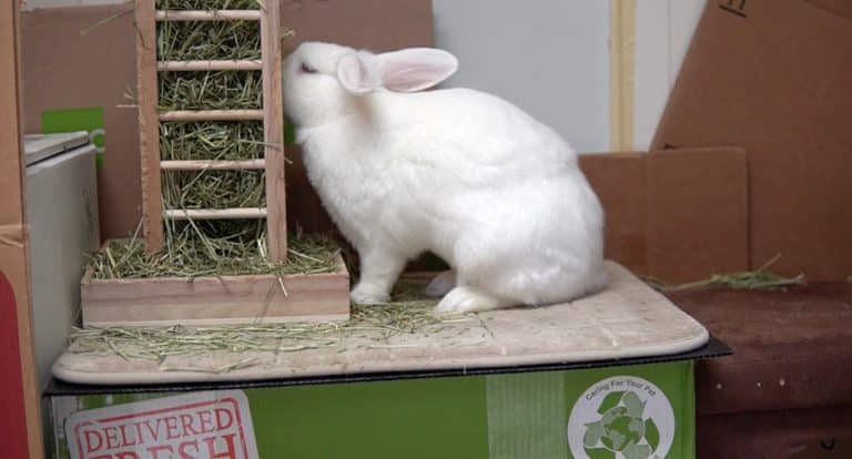 Timothy Hay For Rabbits: Giving Your Pet The Best